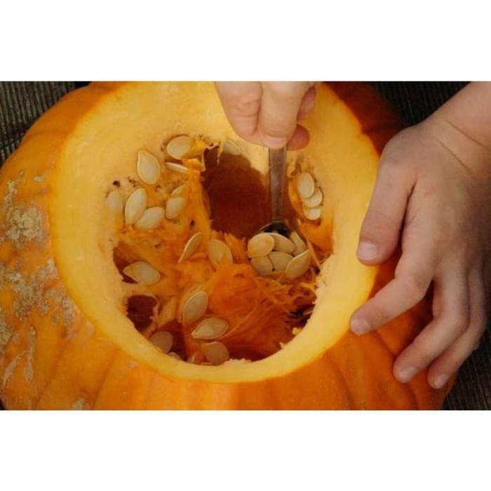 Jual Bibit Benih Biji Buah Labu Parang Isi 20 Biji FS | Shopee Indonesia