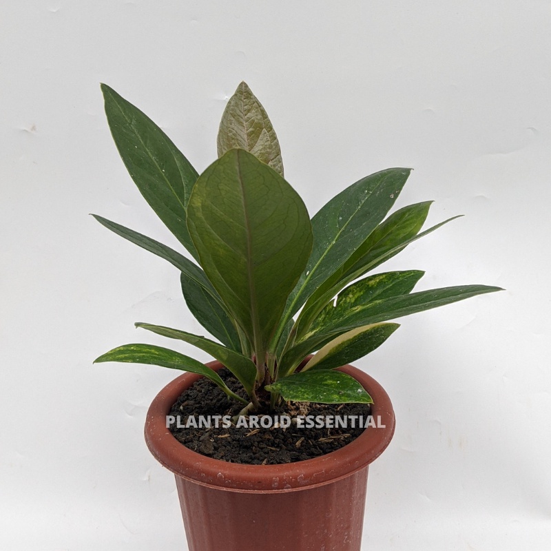 Jual Anthurium Jemani varigata Original - Tanaman anthurium jemani ...