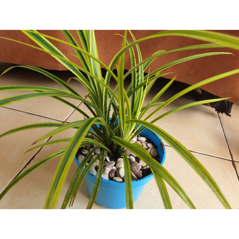 Jual Tanaman Hias Pandan Mini Varigata | Shopee Indonesia