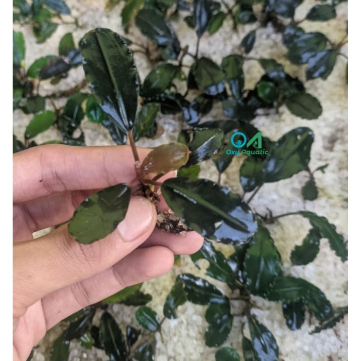 Jual Jual Buce Black Pink isi 15 rizom Oxy Aquatic Ponorogo | Shopee ...