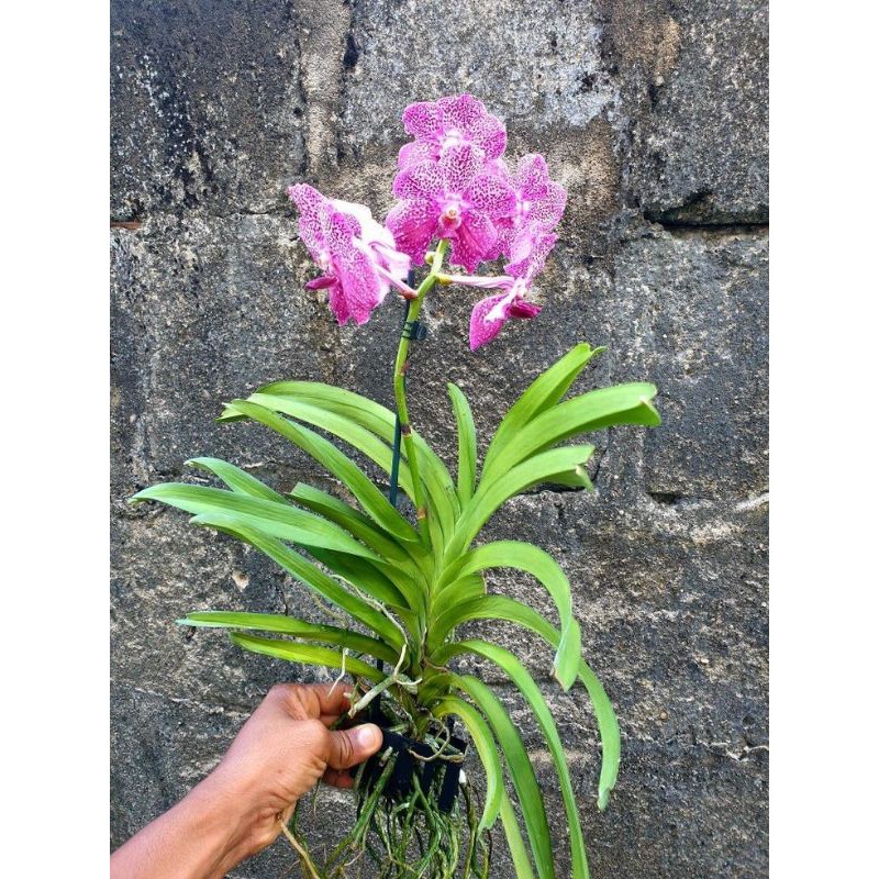 Jual Anggrek Vanda ascocentrum miniatum ( pink ) | Shopee Indonesia