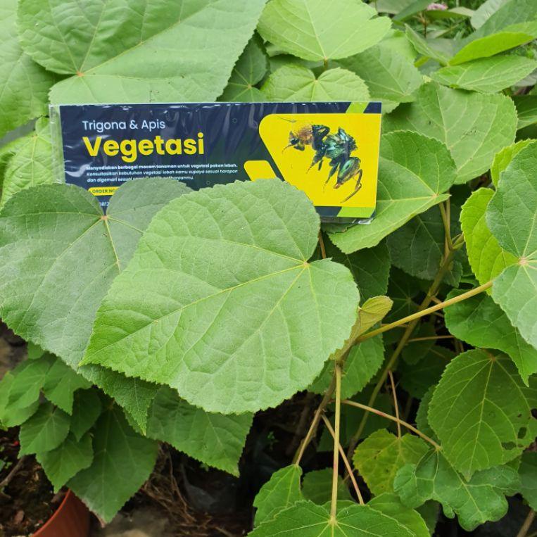 Jual Stok Banyak Dombeya Cayeuxii Untuk Klanceng Trigona Tanaman