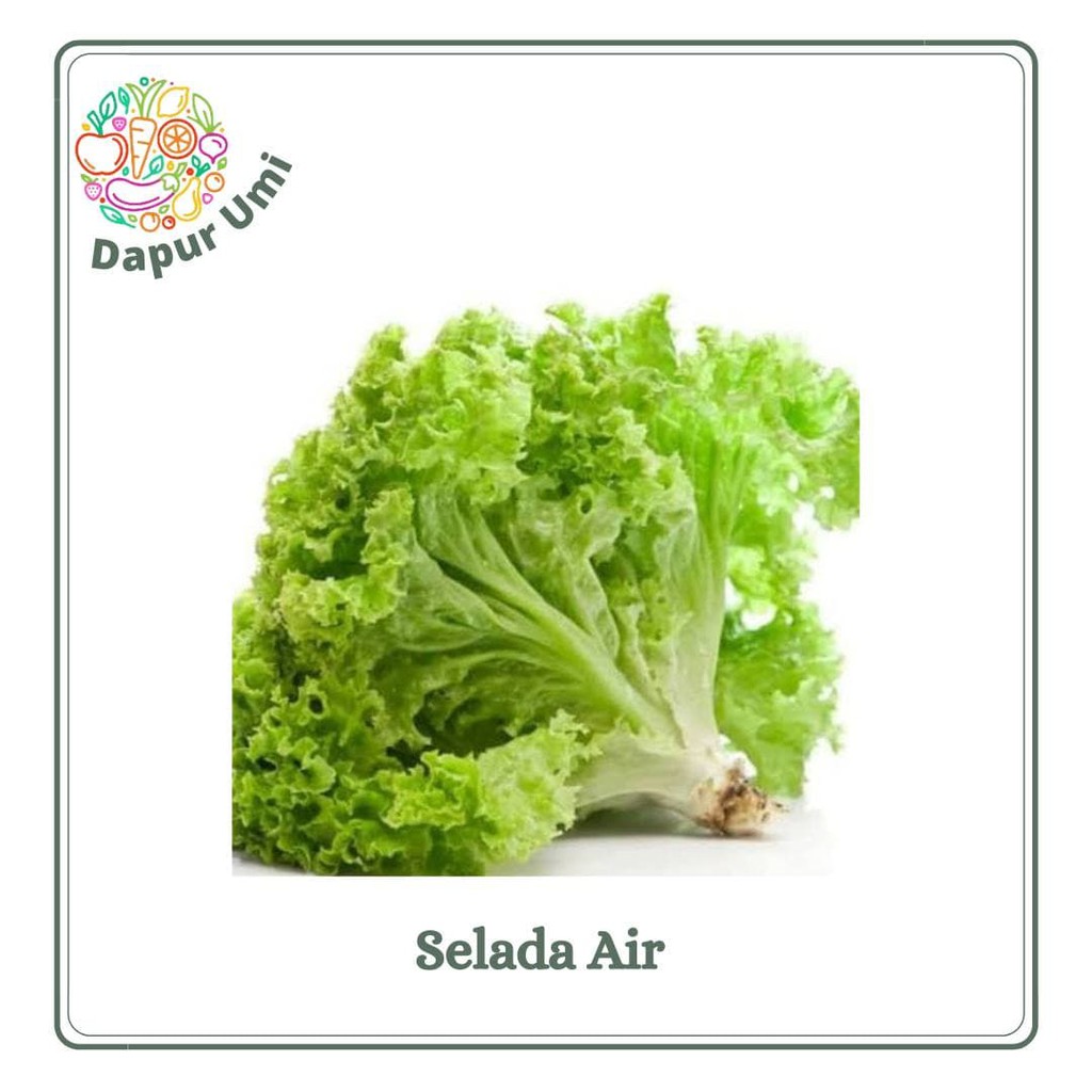 Jual SELADA SLADA BOKOR - SAYUR SAYURAN SEGAR PURWAKARTA | Shopee Indonesia
