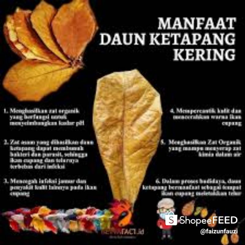 Jual Daun Ketapang/ Daun Ketapang pinggir laut | Shopee Indonesia