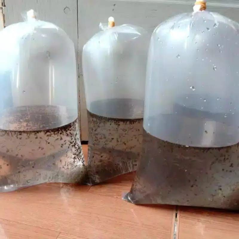 Jual encu/jentik nyamuk | Shopee Indonesia