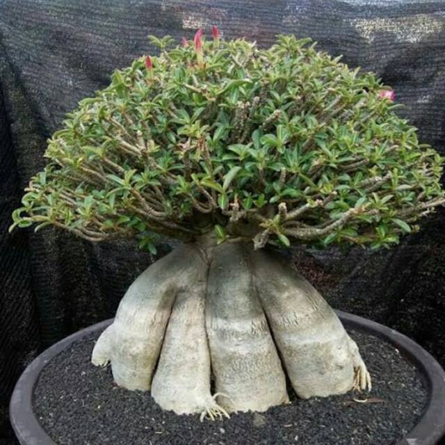 Jual Benih Biji Adenium Cabang Seribu Cabser Import Thailand | Shopee ...