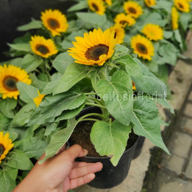 Jual Tanaman Hias Bunga Matahari Kerdil (Sudah Berbunga) | Shopee Indonesia