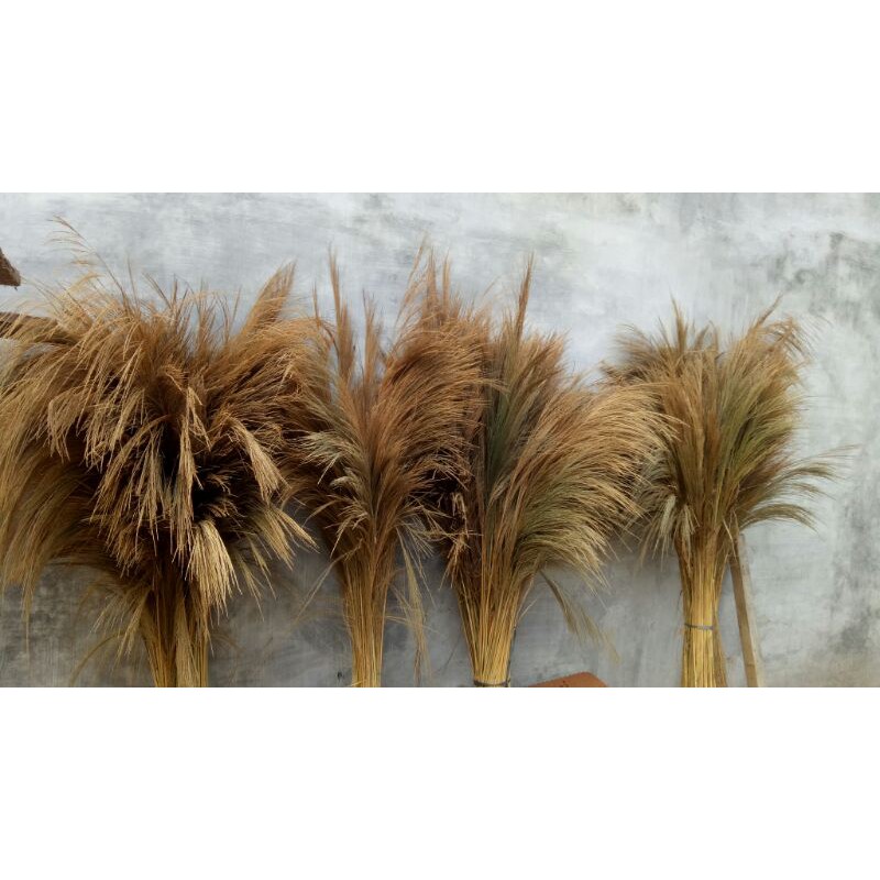 Jual 10 batang bunga rayung / pampas tanpa bulu/ dried pampas grass ...