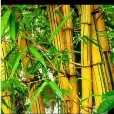 Jual bambu kuning - tanaman hias bambu kuning | Shopee Indonesia