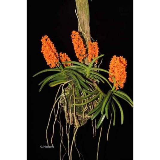 Jual rumpun 3 Anggrek vanda mini ascocentrum | Shopee Indonesia