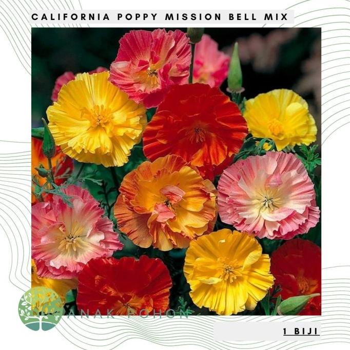 Jual Benih Bibit Biji - Bunga California Poppy Mission Bell Mix Seeds ...