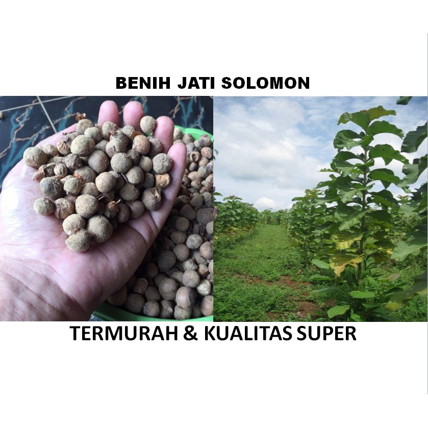 Jual Murah Benih jati solomon lurus kualitas super! Termurah 100gr ...