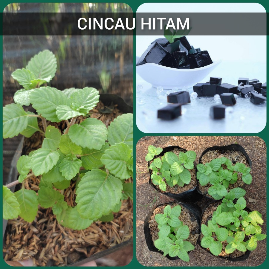 Jual Tanaman Cincau Hitam Bibit Tanaman Herbal Cincau Hitam Janggelan ...