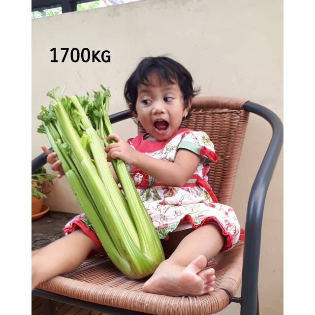 Jual Seledri import celery stick 1KG celery import batang besar STOCK ...