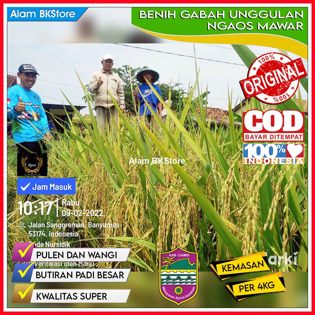 Jual BENIH PADI NGAOS MAWAR UNGGUL / BENIH GABAH NGAOS MAWAR Butiran ...