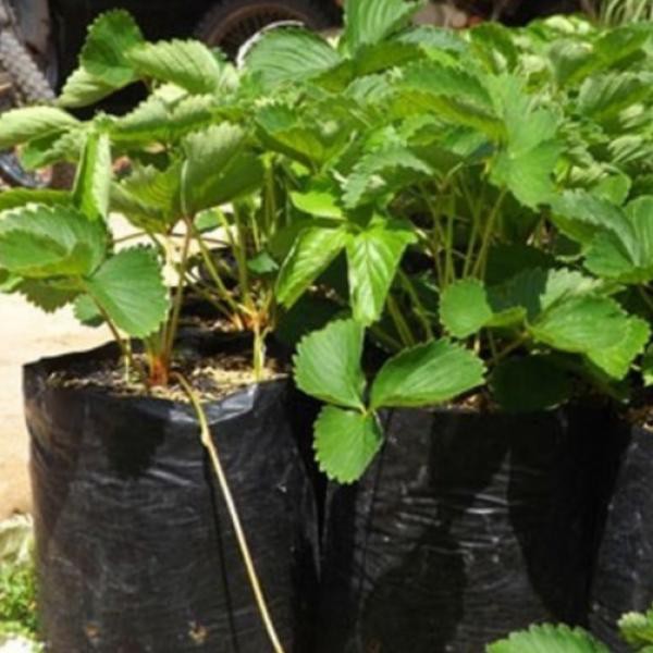 Jual Bibit Buah Strawberry / Stroberi Merah | Shopee Indonesia