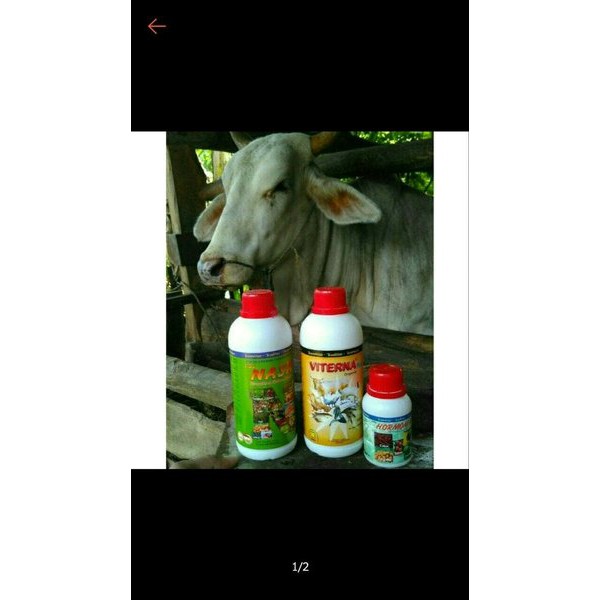 Jual Jual Vitamin Sapi Penggemukan Sapi Budidaya Sapi Nasa Resmi ...