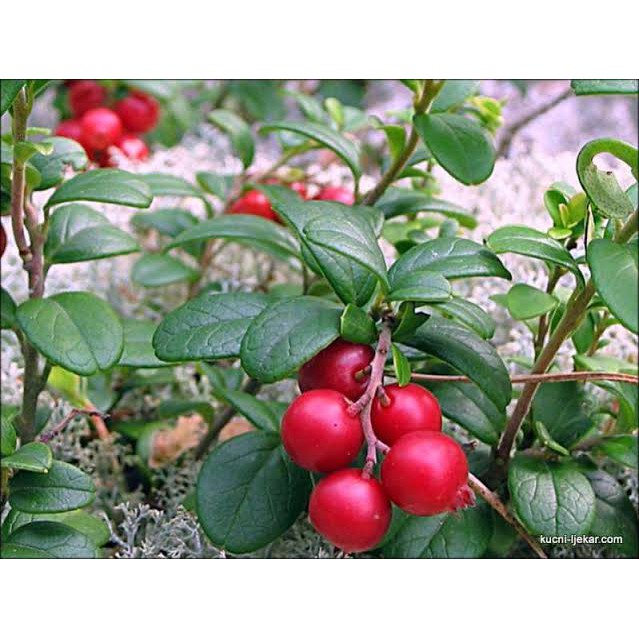 Jual 10 benih biji cranberry import rasa manis | Shopee Indonesia