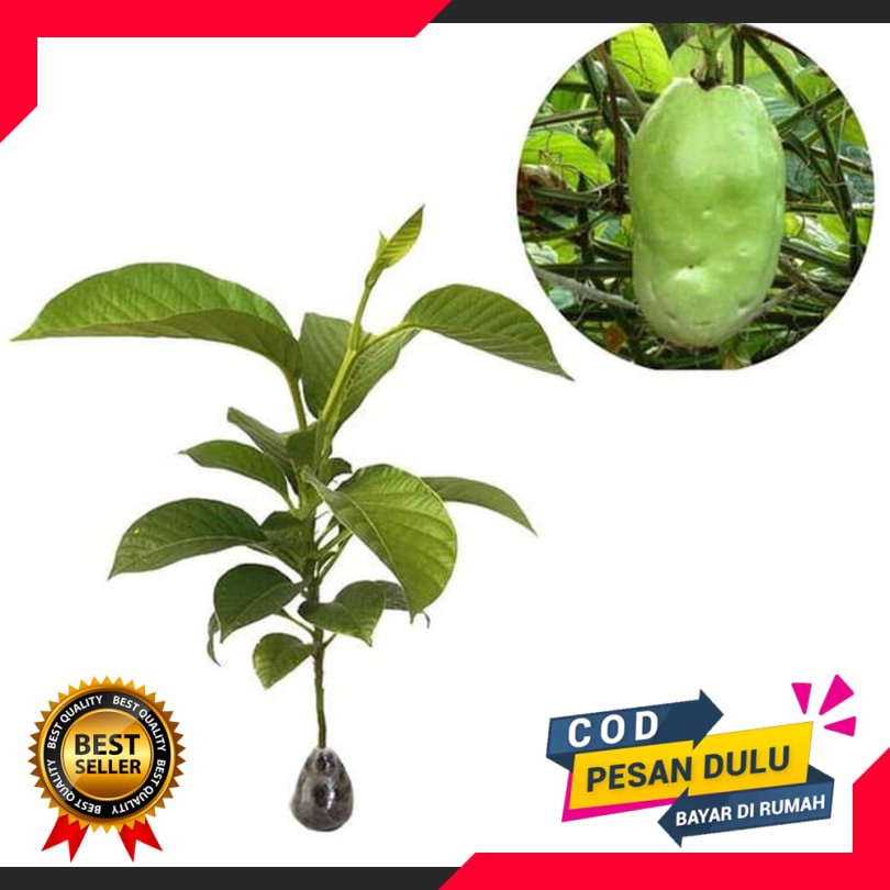 Jual Bibit Buah Giant Markisa Jumbo - Tinggi20- 40cm | Shopee Indonesia