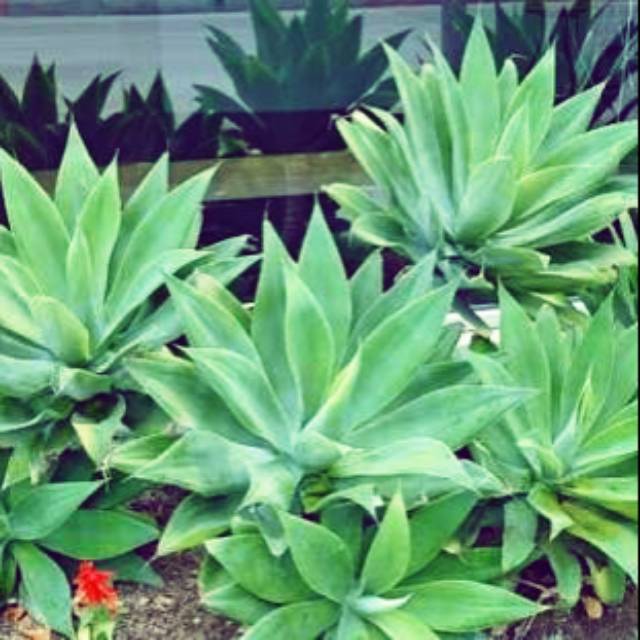 Jual [JM_Garden] Siklok ( giant succulent/ foxtail (agave attenuatta ...