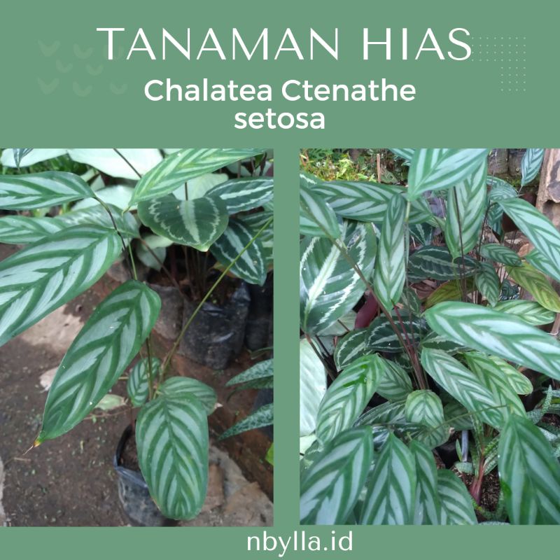 Jual Chalatea Ctenanthe Setosa | Shopee Indonesia