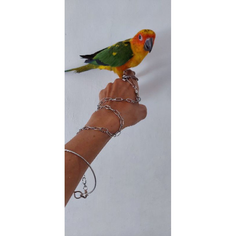 Jual Rantai Burung Sun Conure SC | Shopee Indonesia