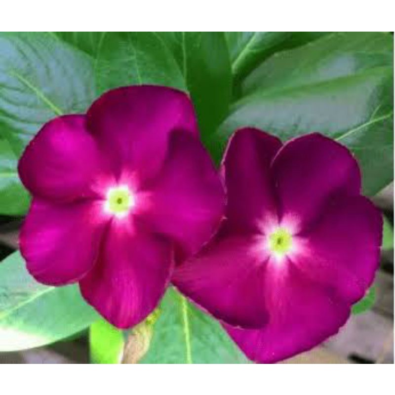 Jual bunga vinca , pohon bunga vinca , bunga vinca hidup , bunga vinca ...