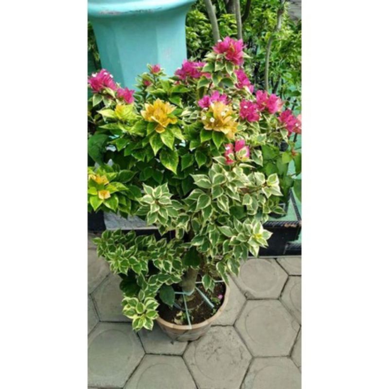 Jual Bugenvil Singapore Varigata Bunga Merah Kuning | Shopee Indonesia