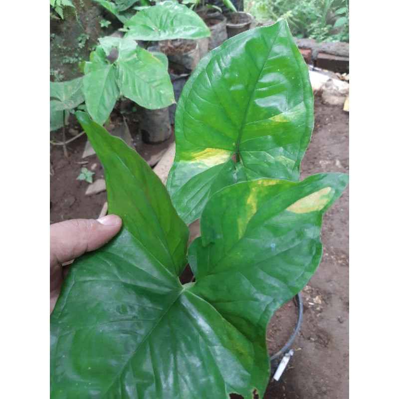 Jual syngonium panda kuning varian | Shopee Indonesia