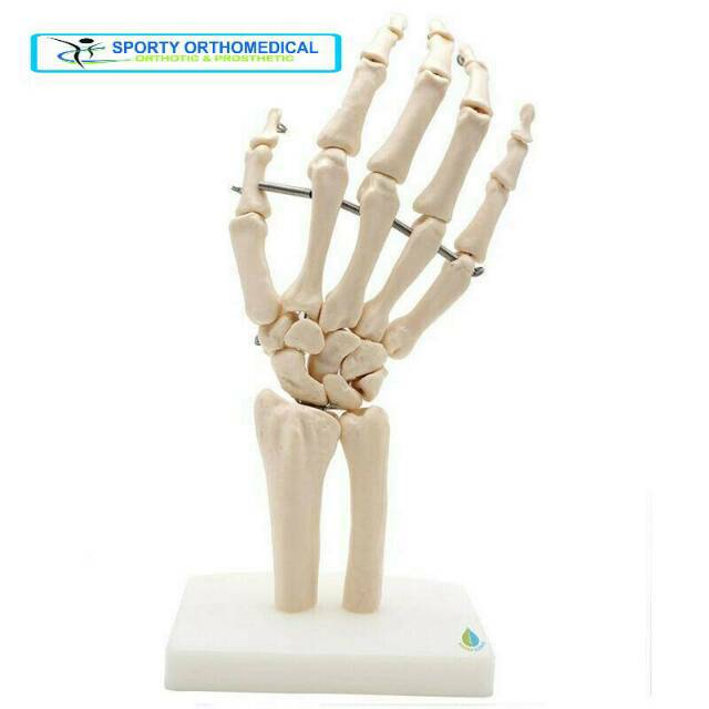 Jual Human Skeleton Hand Joint Anatomy Models Skeleton Model | Shopee ...