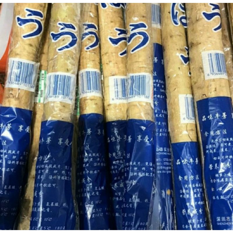 Jual Akar gobo burdock | ketela jepang burdock root | pcs | Shopee ...