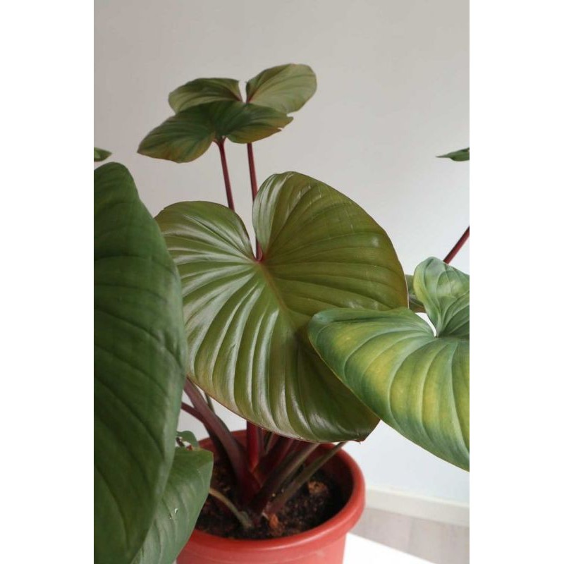 Jual tanaman hias hamalomena / homalomena red rubescens | Shopee Indonesia