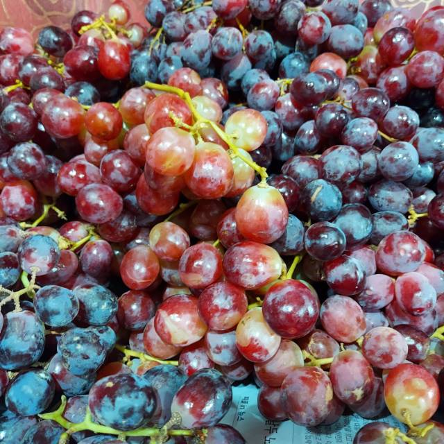 Jual Anggur Merah Berbiji Australia | Shopee Indonesia