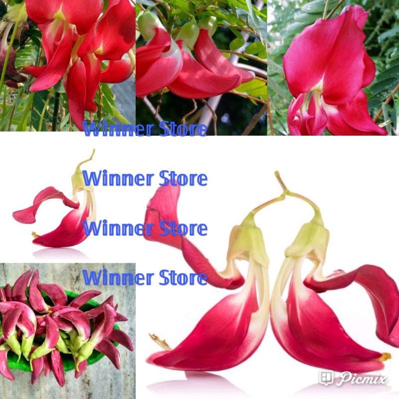 Jual Bibit Benih Tanaman Turi Merah (10 Butir) | Shopee Indonesia