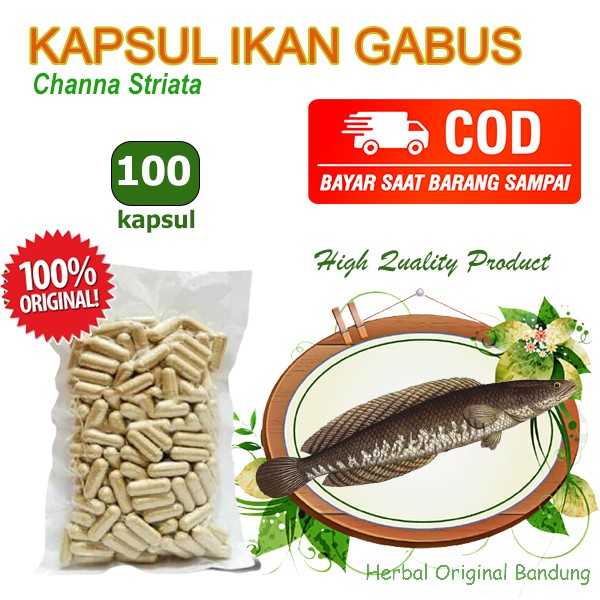 Jual KAPSUL IKAN GABUS KUTUK Pro Albumin Penyembuh Luka Operasi Tulang Kuat Asli Tanpa Campuran ...