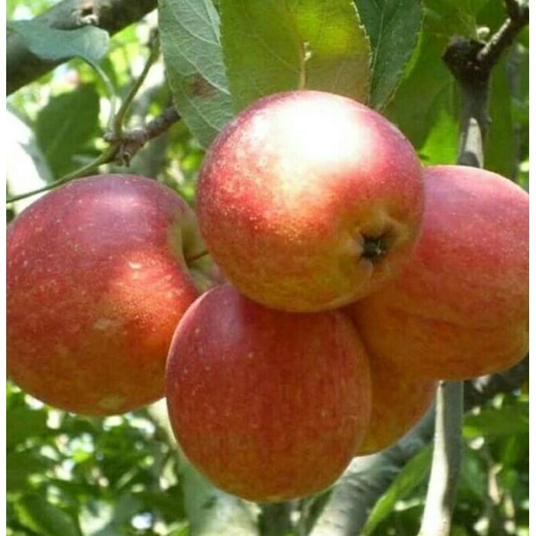 Jual Apel Anna malang 1 KG | Shopee Indonesia