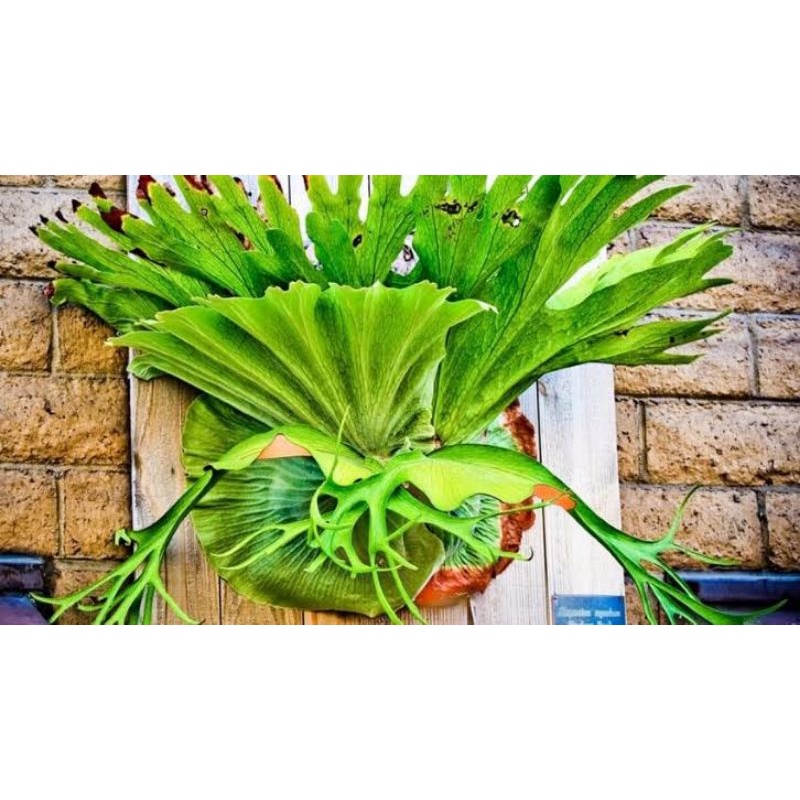 Jual Tanaman hias Simbar PAPUA JUMBO | platycerium wandae PAPUA JUMBO ...