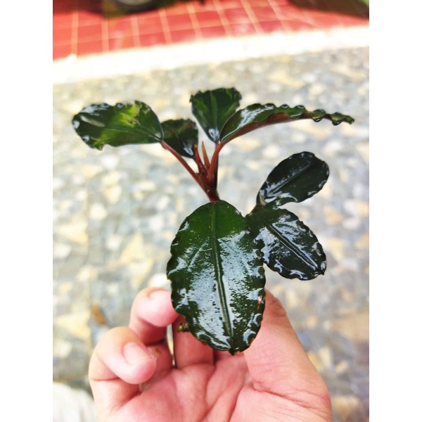 Jual Bucephalandra Black Pink Sanggau tanaman aquascape aquarium | Shopee Indonesia
