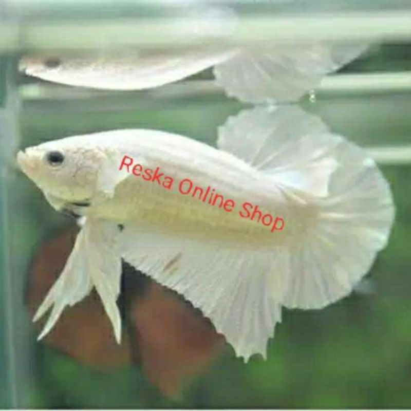Jual Ikan Cupang White Platinum Male Size Medium Indukan Full Block Top ...
