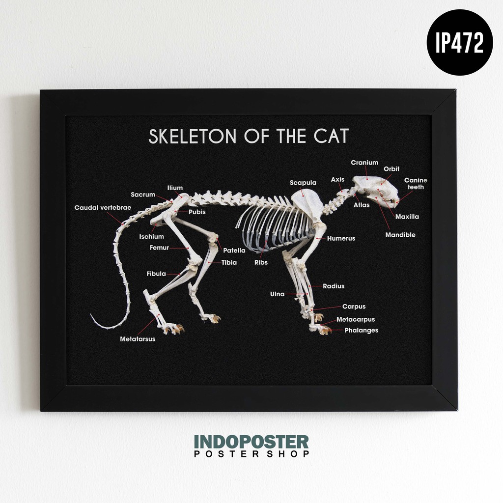 Jual Poster Pet Shop Klinik Dokter Hewan Skeleton Of The Cat Feline ...