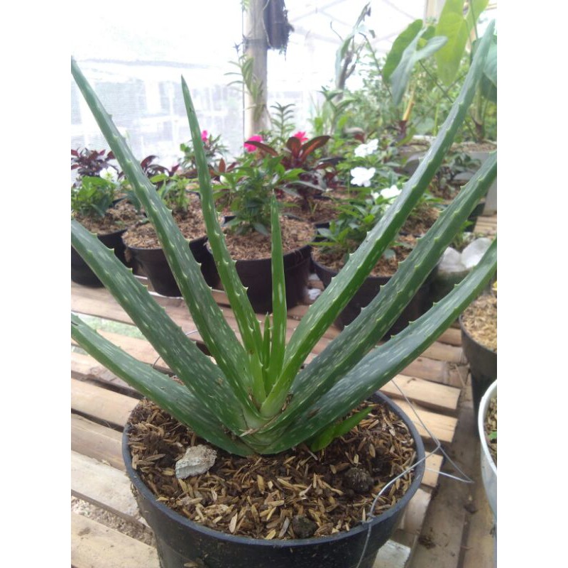 Jual Bunga aloe vera/lidah buaya | Shopee Indonesia