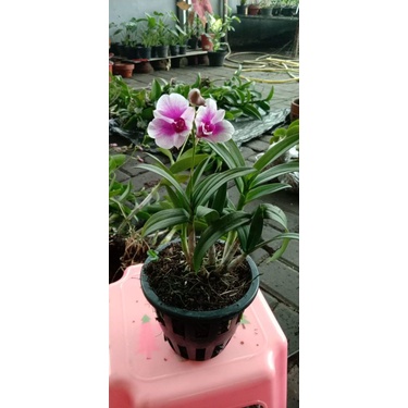 Jual Dendrobium yaya Victoria spike dan knop | Shopee Indonesia