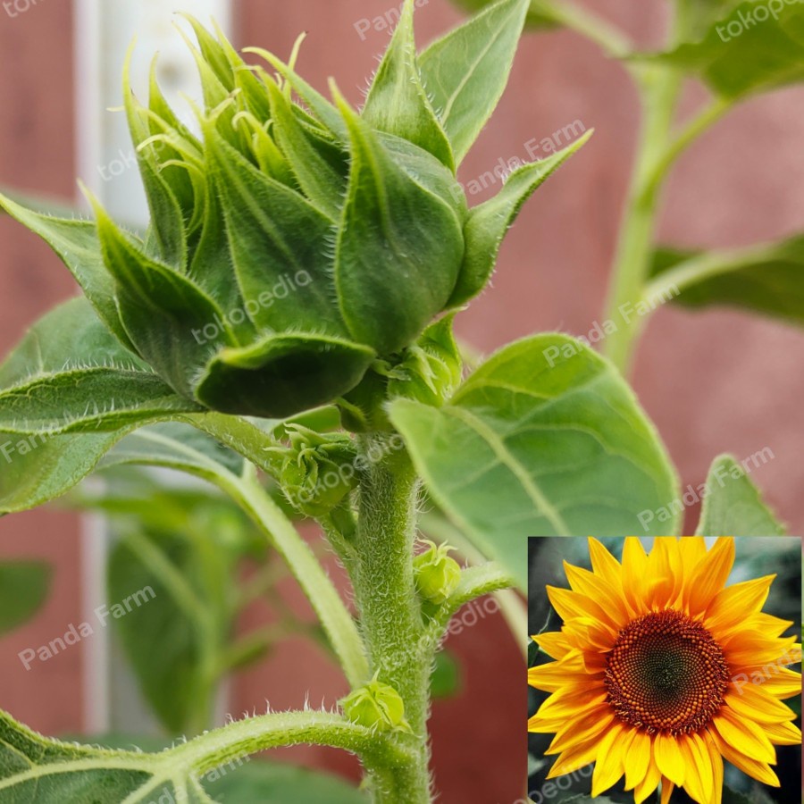 Jual Pohon Tanaman Hidup Bunga Matahari Banyak Cabang | Shopee Indonesia