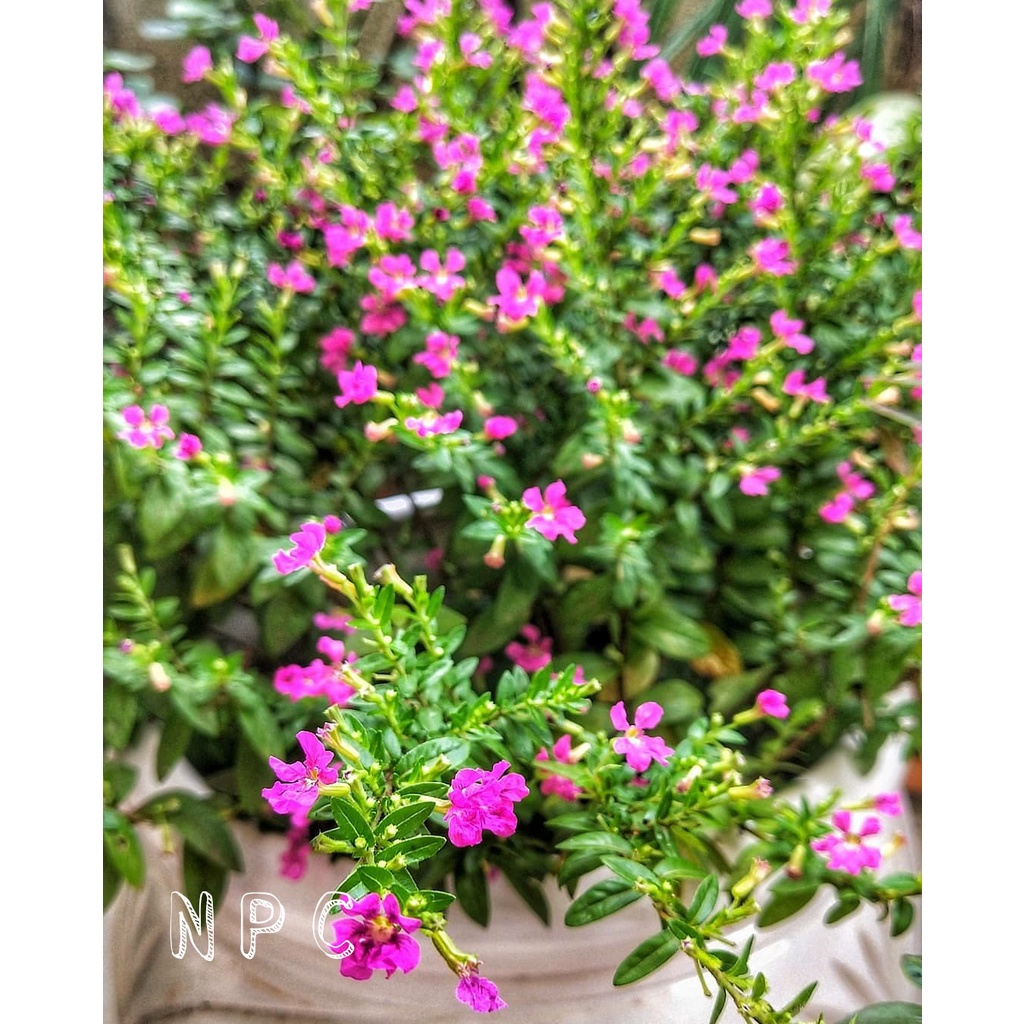Jual TANAMAN HIAS CUPHEA HYSSOFIPOLIA | TAIWAN BEAUTY UNGU | Shopee ...