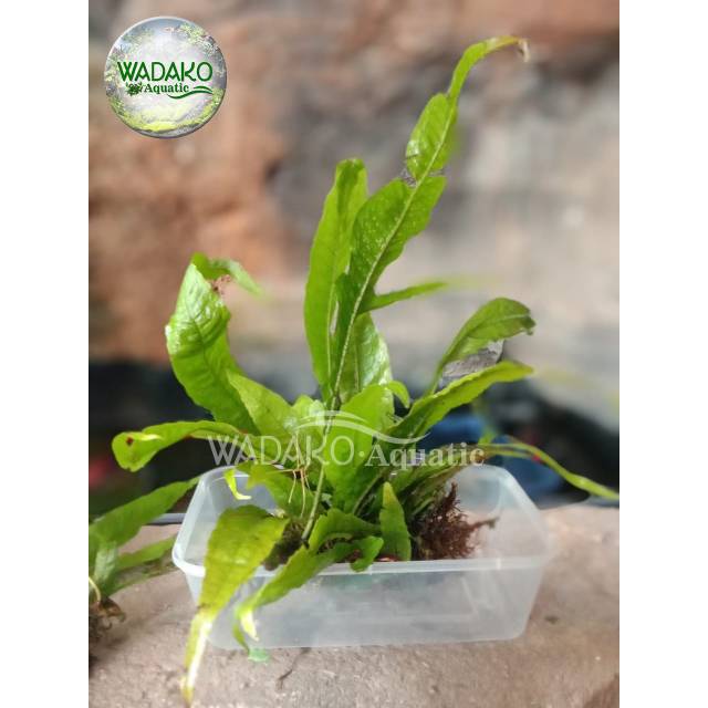 Jual Kadaka Java fern aquascape aquarium | Shopee Indonesia