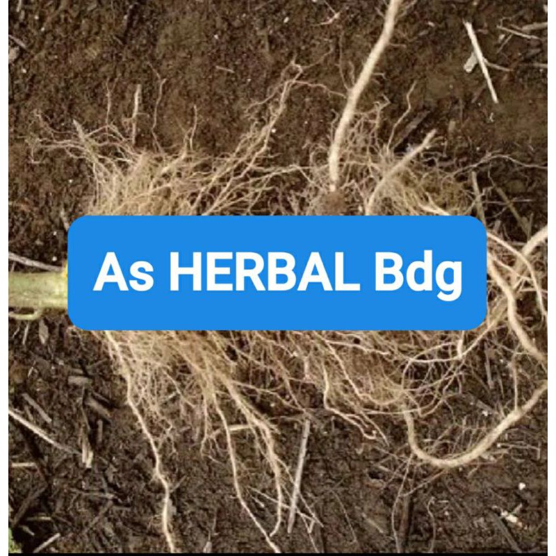 Jual Akar Cepokak atau Takokak Segar 500 gram | Shopee Indonesia Jual Akar Cepokak atau Takokak Segar 500 gram | Shopee Indonesia