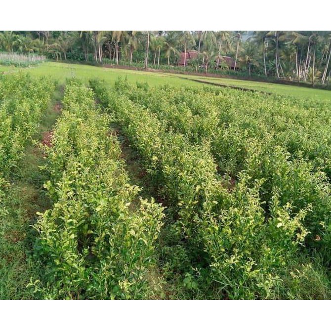 Jual Urgent! Bibit Jeruk Monde Dan Nagami Berbuah Ori! | Shopee Indonesia