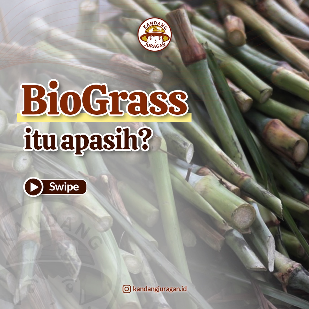 Jual (BB-Biogen) Rumput BioGrass | Bibit Pakan Ternak Unggulan ...