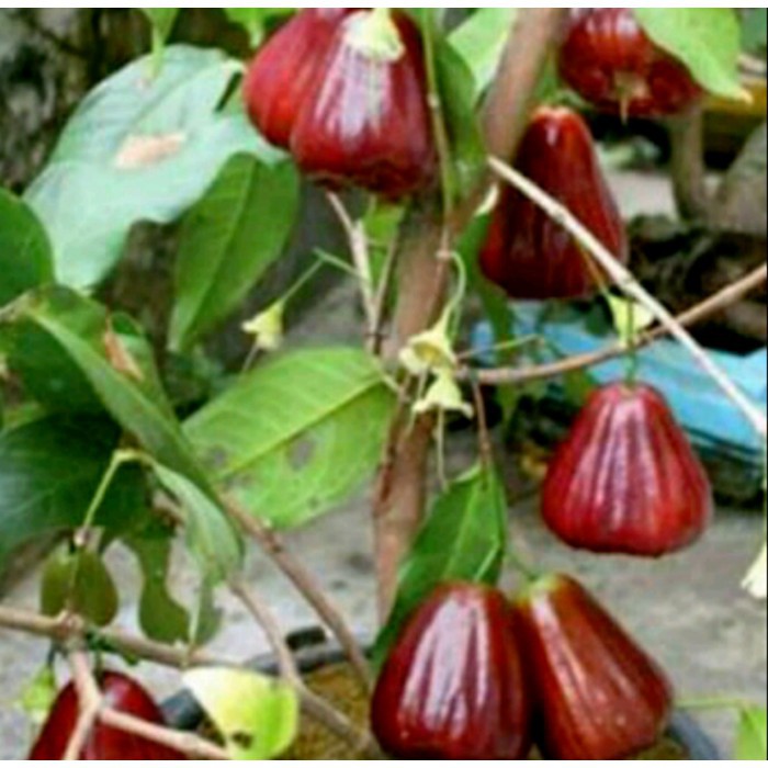 Jual Bibit Jambu Air Madu Deli Merah Unggul | Shopee Indonesia