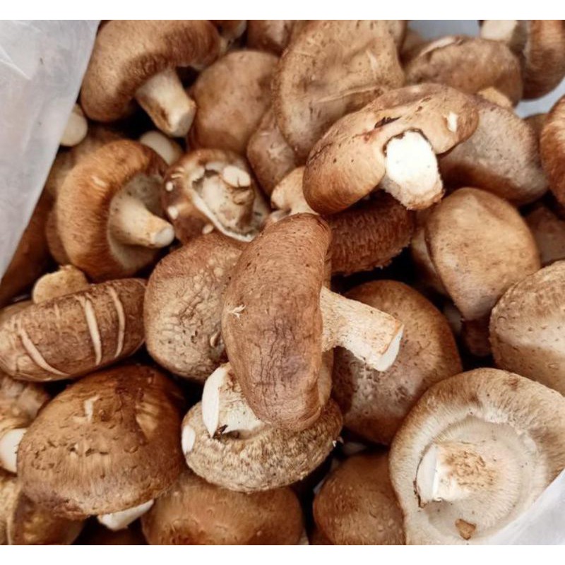 Jual JAMUR SHITAKE SEGAR / JAMUR SHITAKE BASAH / SHINTAKE SEGAR 100GRAM ...